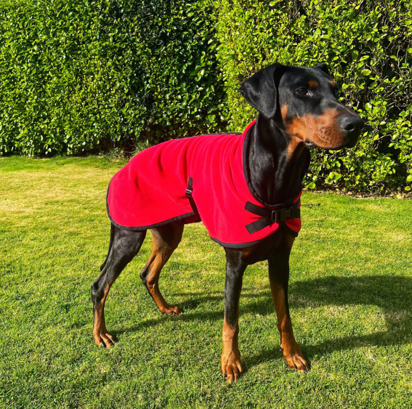Polartec Fleece Dog Coat - Rainproof, Breathable, Warm and Washable ...