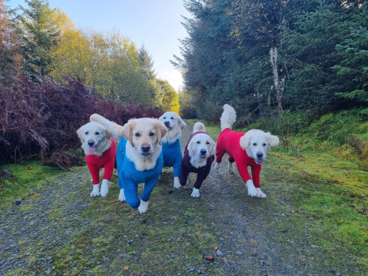 Polartec Fleece Dog Suit - Rainproof, Breathable, Warm and Washable ...