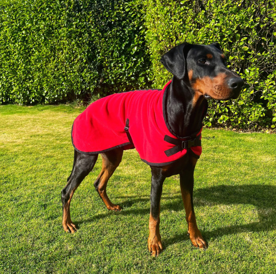 Polartec Fleece Dog Coat - Rainproof, Breathable, Warm and Washable ...
