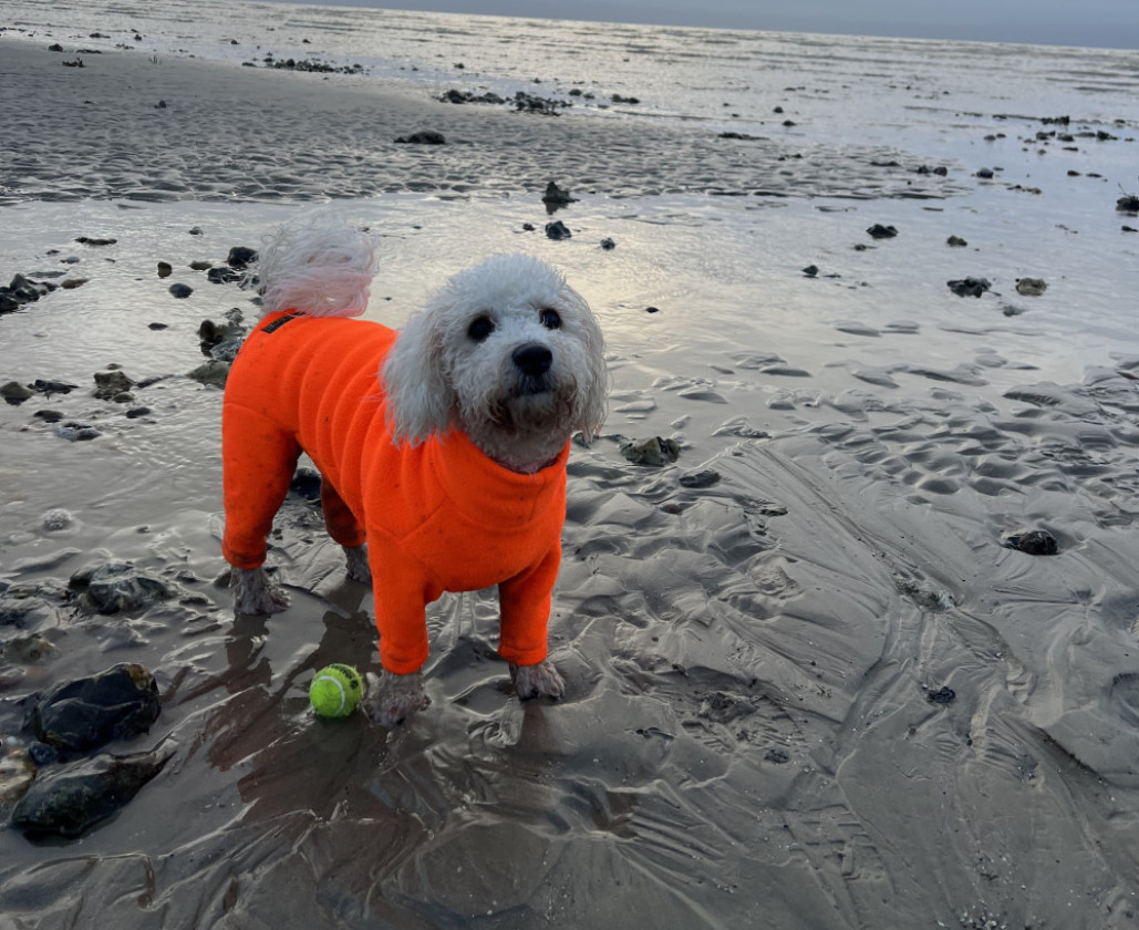 Polartec Fleece Dog Suit - Rainproof, Breathable, Warm and Washable ...