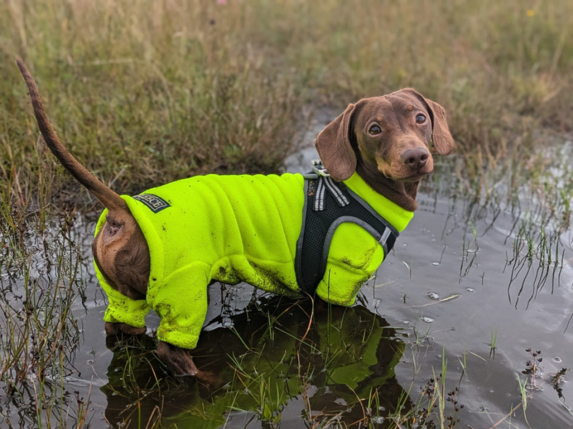Polartec Fleece Dachshund Suit - Rainproof, Breathable, Warm and ...