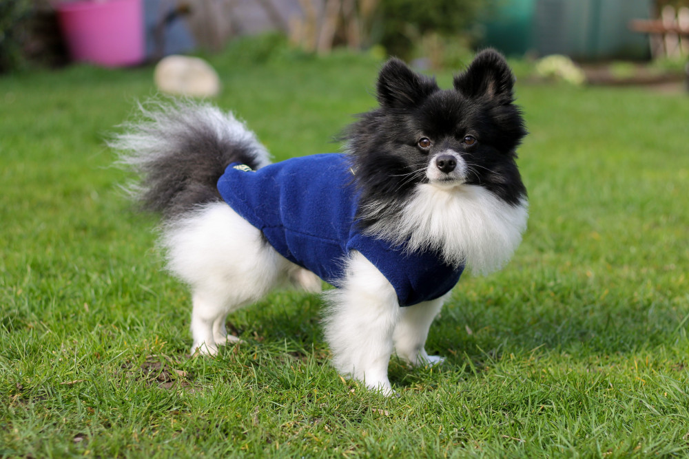 Photo Gallery, How Your Dog Could Look - Equafleece